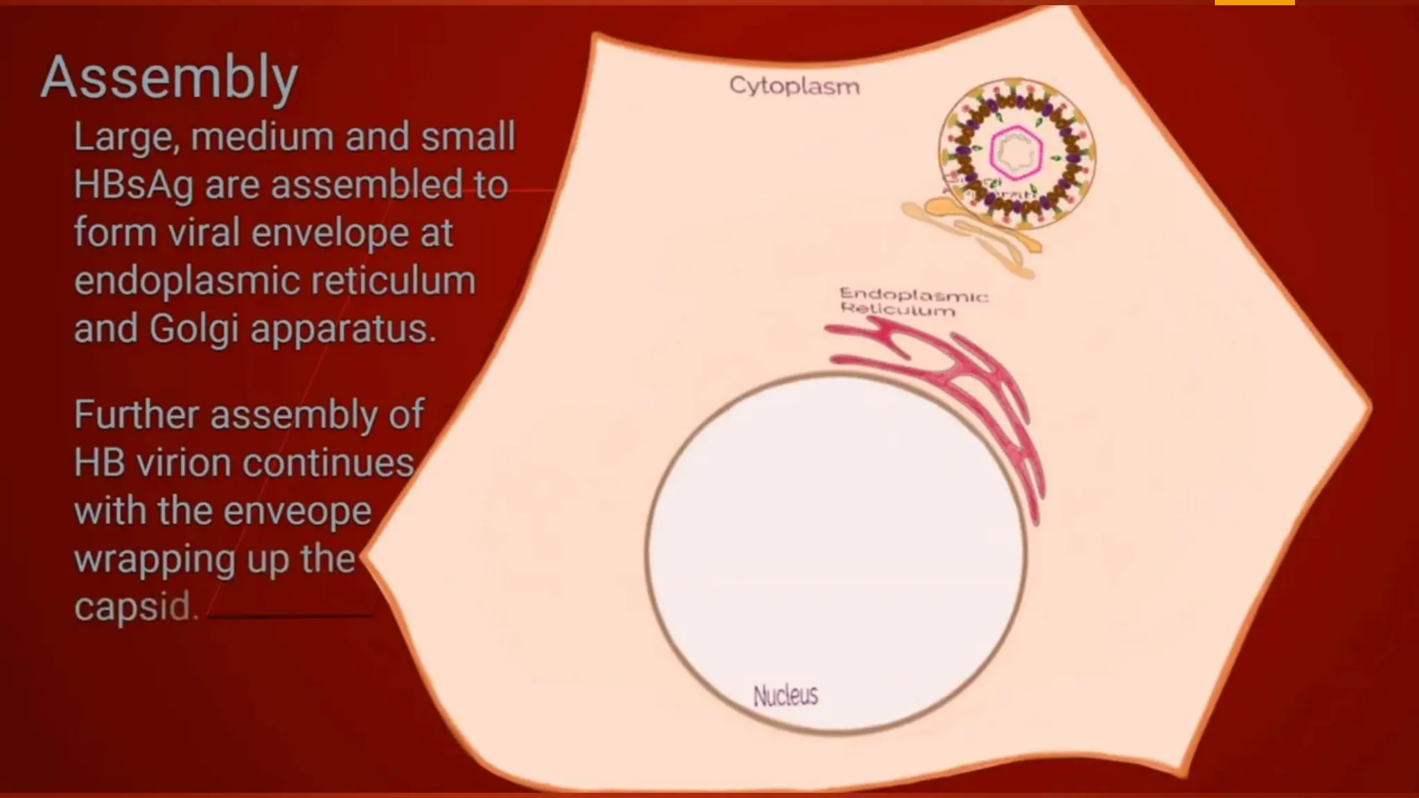 Hepatitis b virus replication and pathophysiology full.pptx
