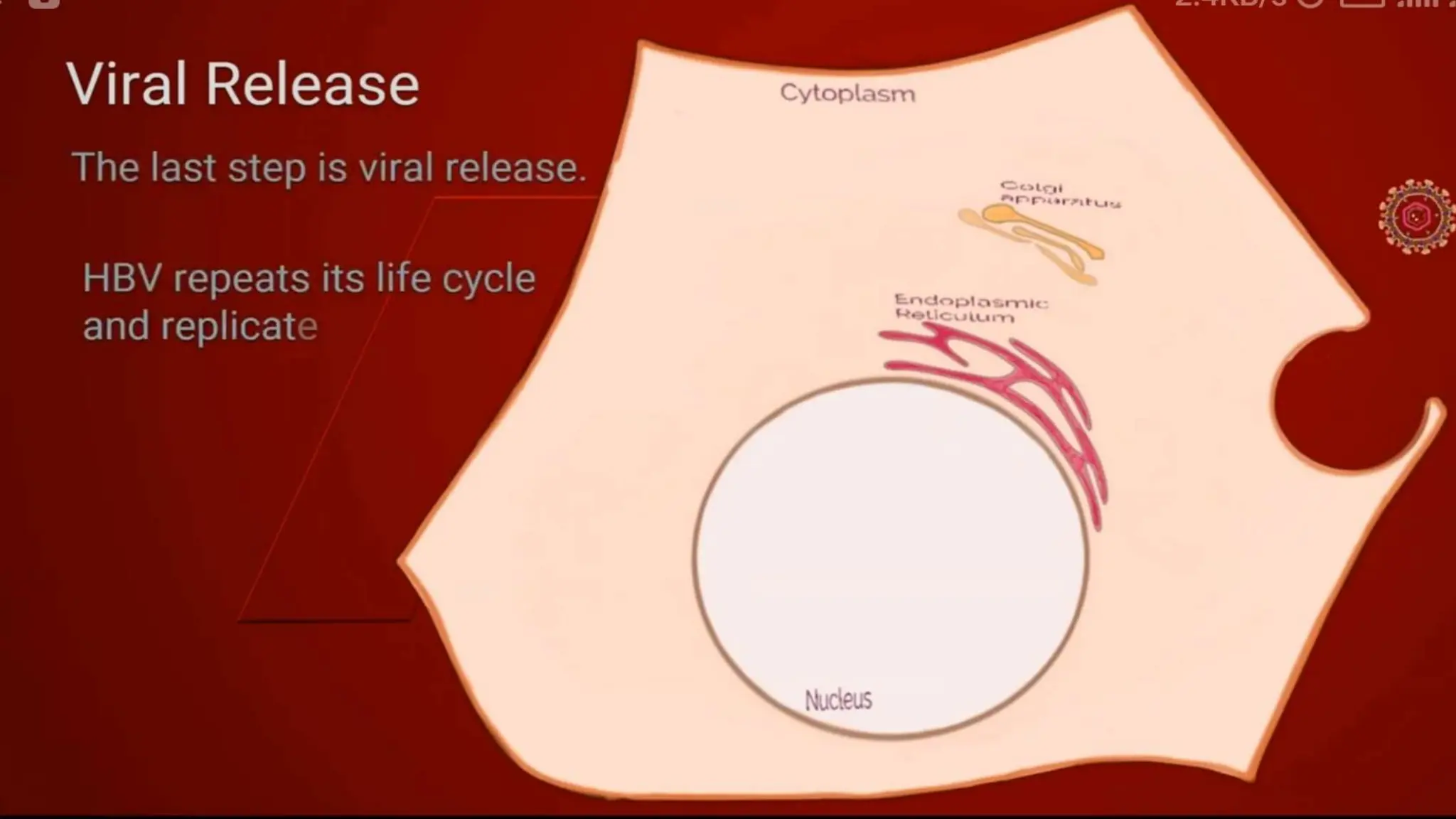 Hepatitis b virus replication and pathophysiology full.pptx