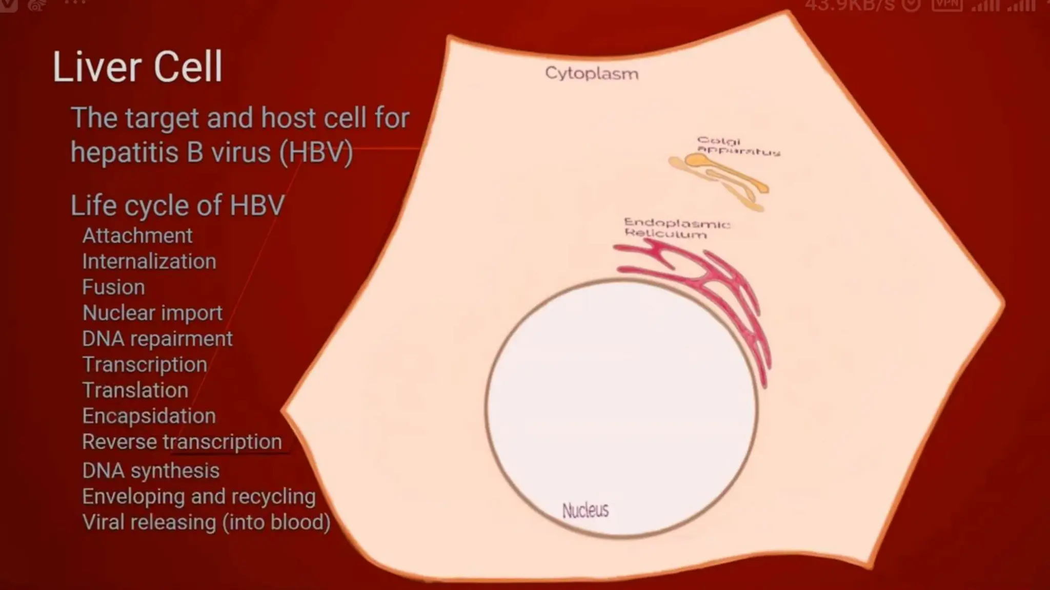 Hepatitis b virus replication and pathophysiology full.pptx