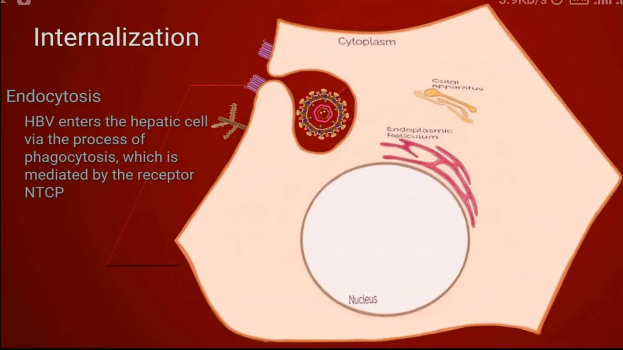 Hepatitis b virus replication and pathophysiology full.pptx