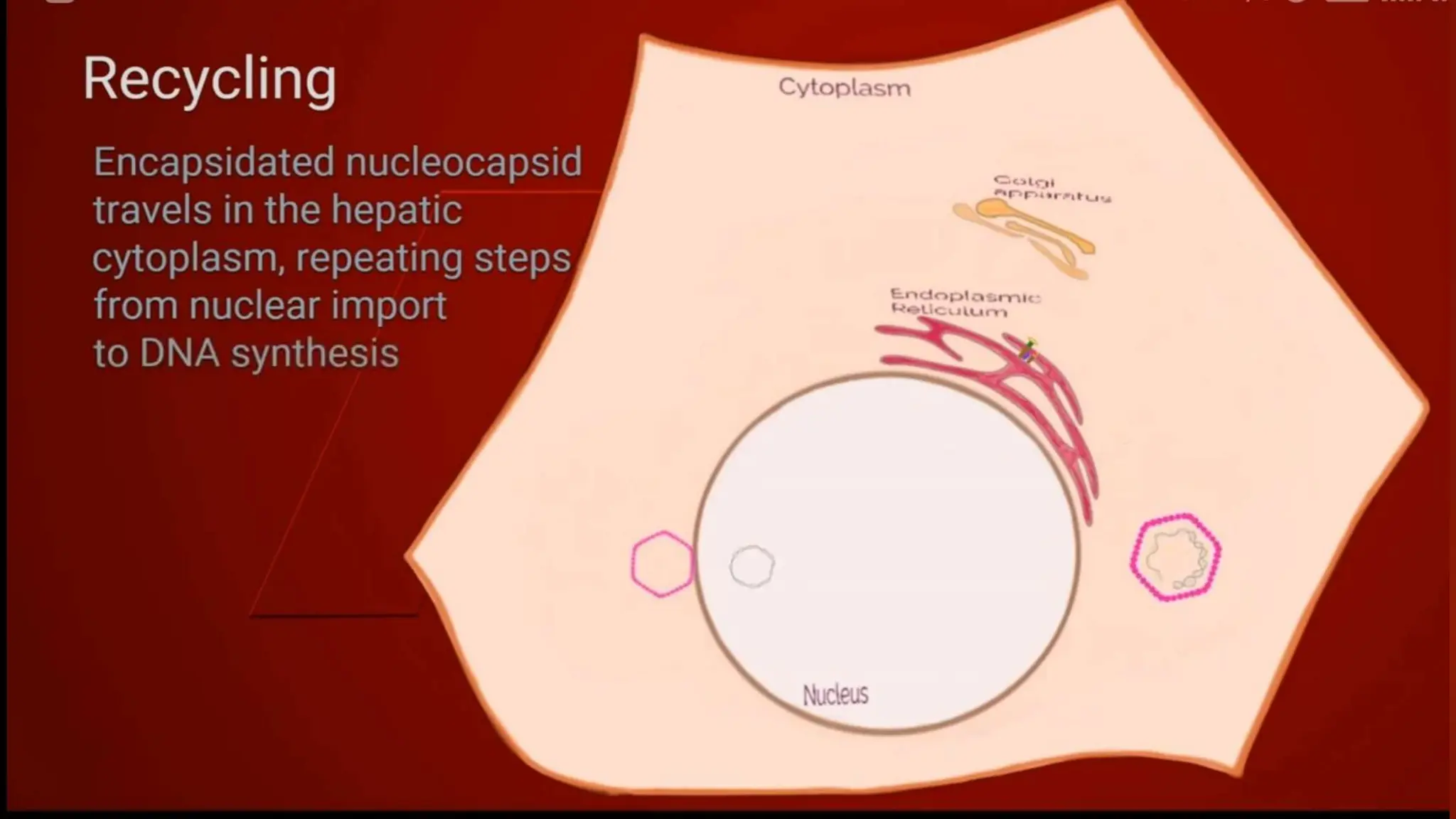 Hepatitis b virus replication and pathophysiology full.pptx