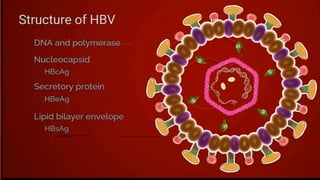Hepatitis b virus replication and pathophysiology full.pptx