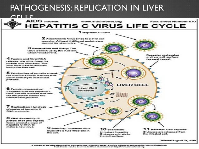 Hepatitis c