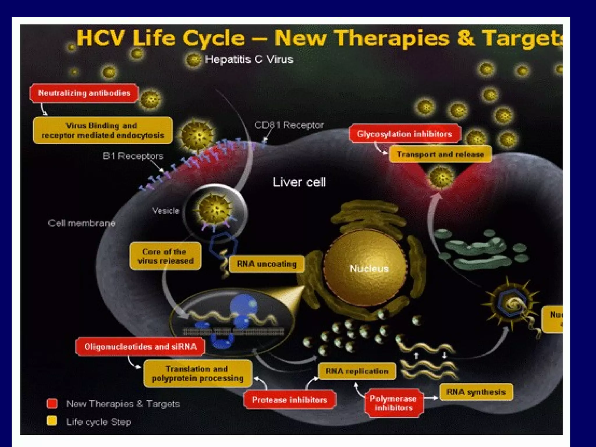 Hepatitis c | PPT