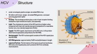 Hepatitis C (HCV).pptx | Free Download