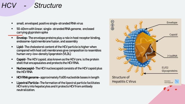 Hepatitis C (HCV).pptx | Free Download