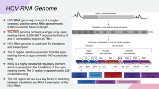 Hepatitis C (HCV).pptx | Free Download