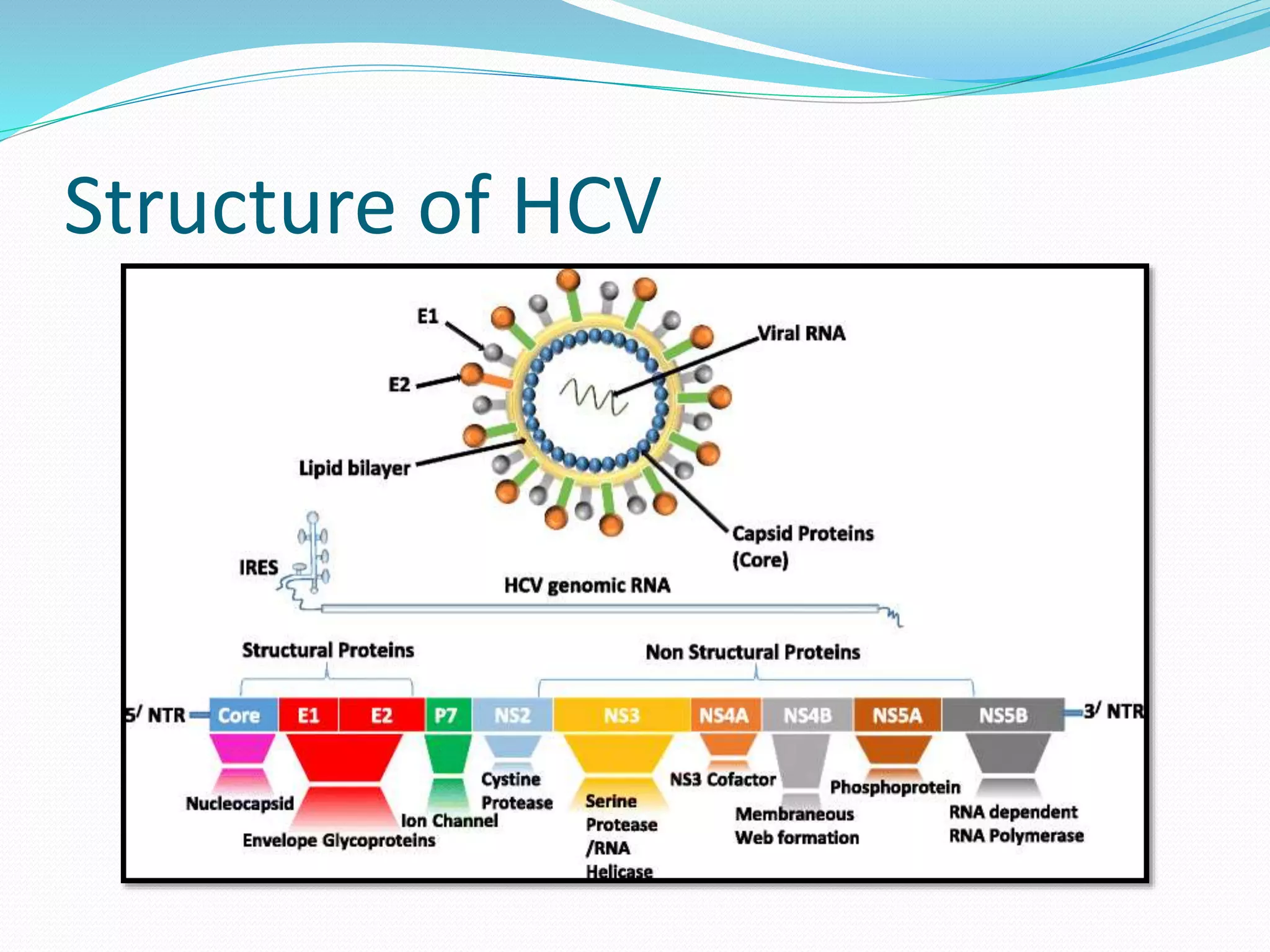 Hepatitis C Virus (HCV) | PPTX | Infectious Diseases | Diseases and ...