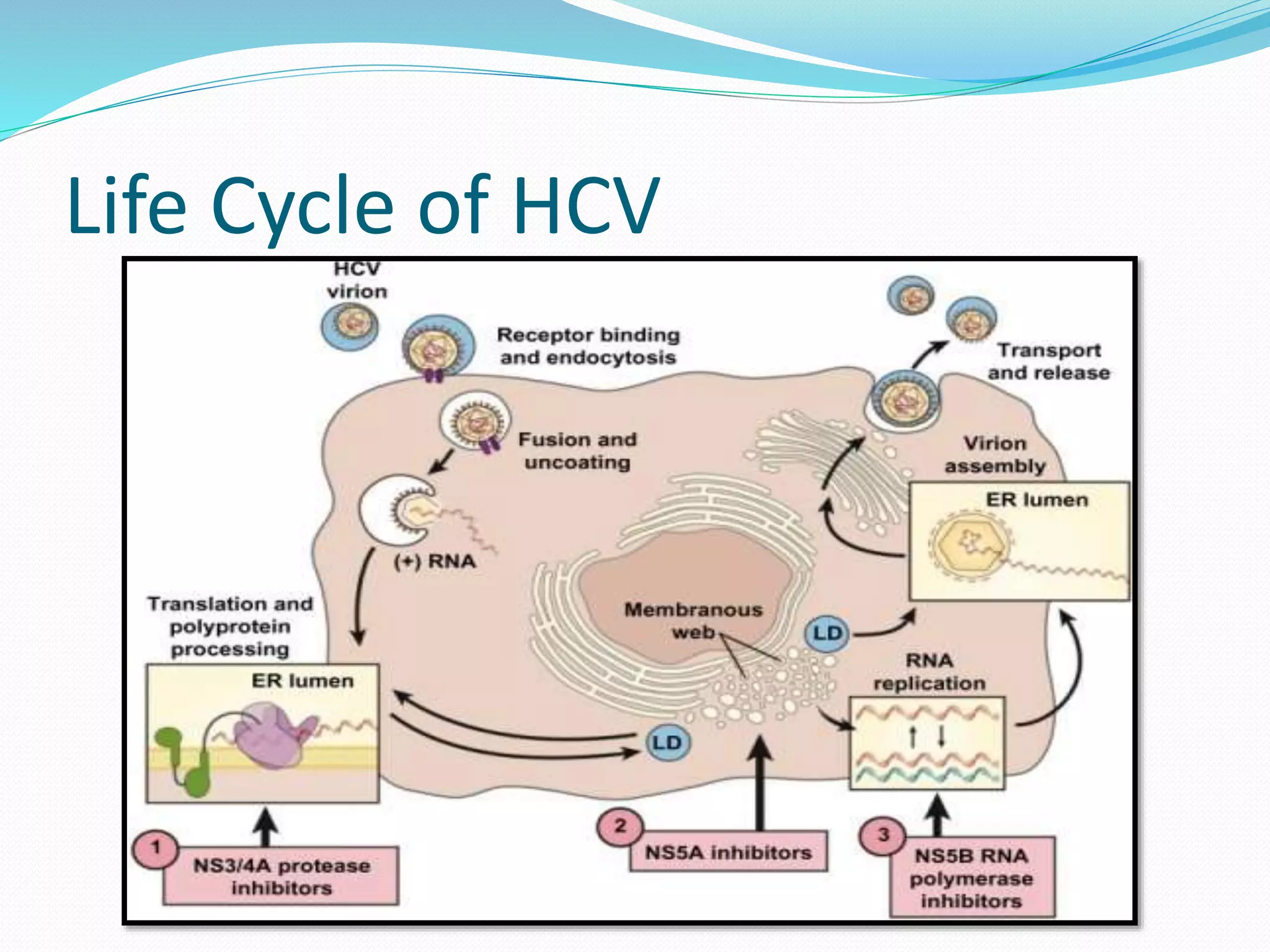 Hepatitis C Virus (HCV) | PPTX | Infectious Diseases | Diseases and ...