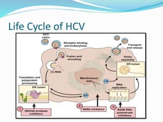Hepatitis C Virus (HCV) | PPT
