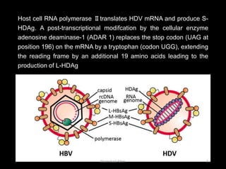 Hepatitis D | PPTX