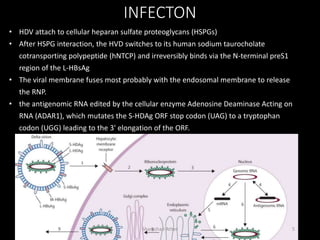 Hepatitis D | PPTX