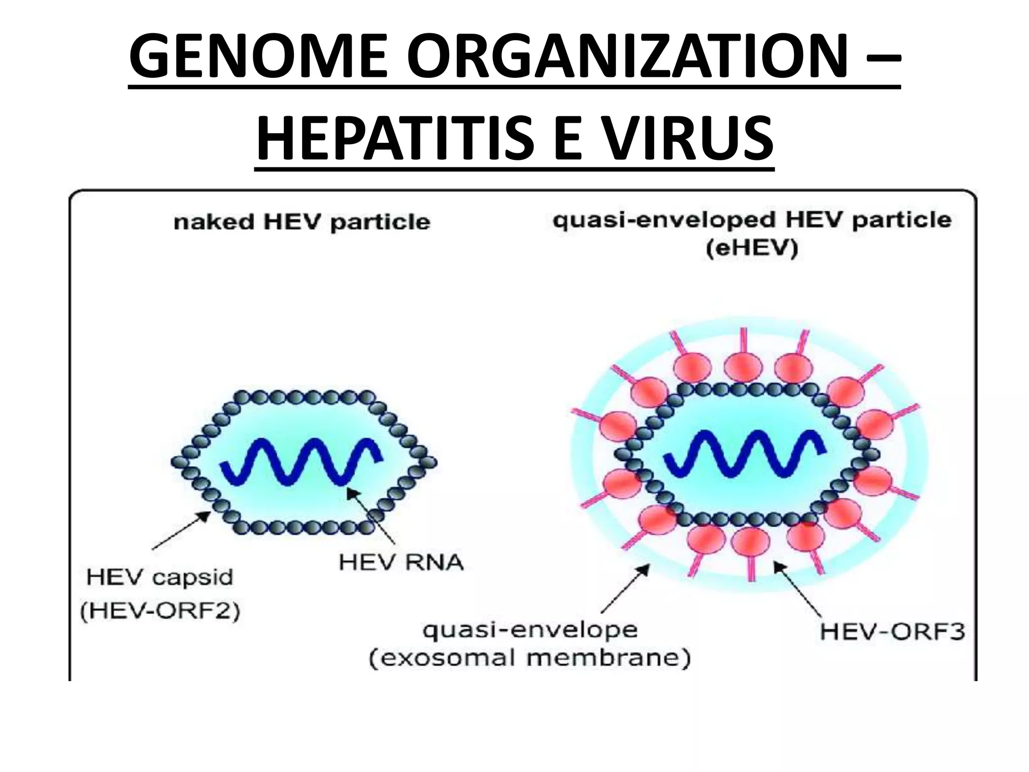 HEPATITIS E | PPTX