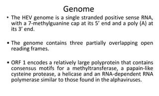 Hepatitis E Virus | PDF