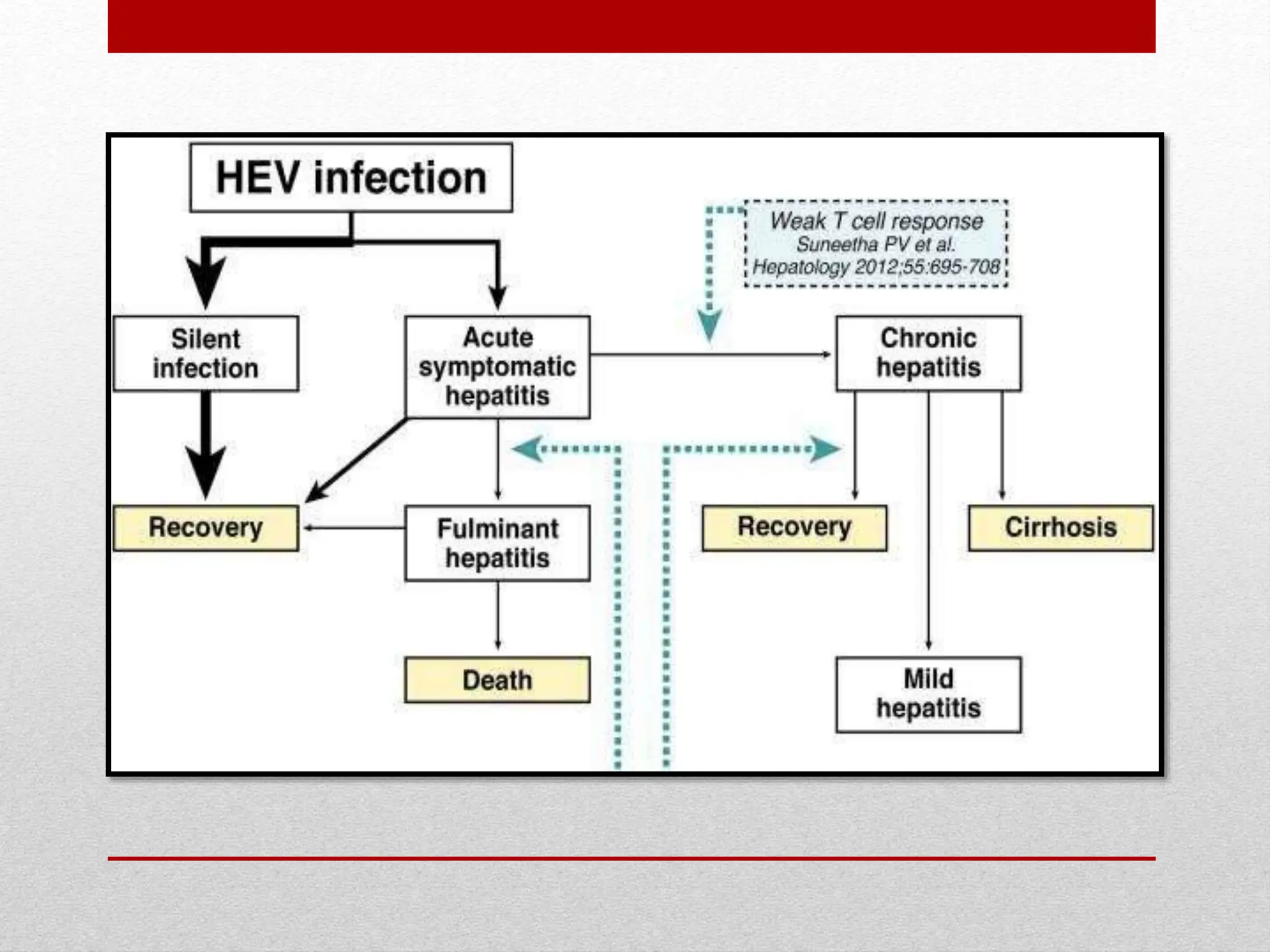 Hepatitis e virus virology presentations | PPTX | Infectious Diseases ...