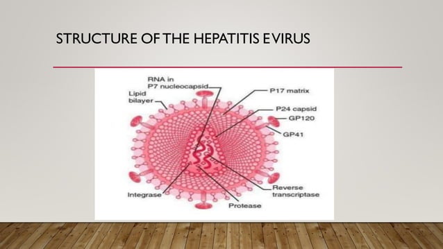 Hepatitis e virus | PPT