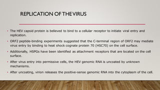 Hepatitis e virus | PDF