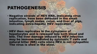 Hepatitis e virus an overview | PPT