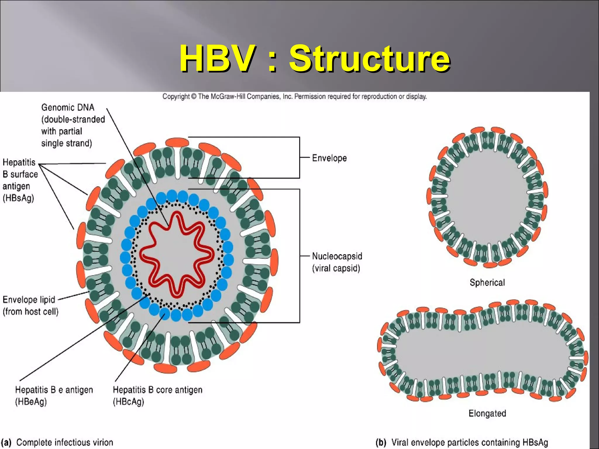 what is Hepatitis B Virus ( HBV) | PPT