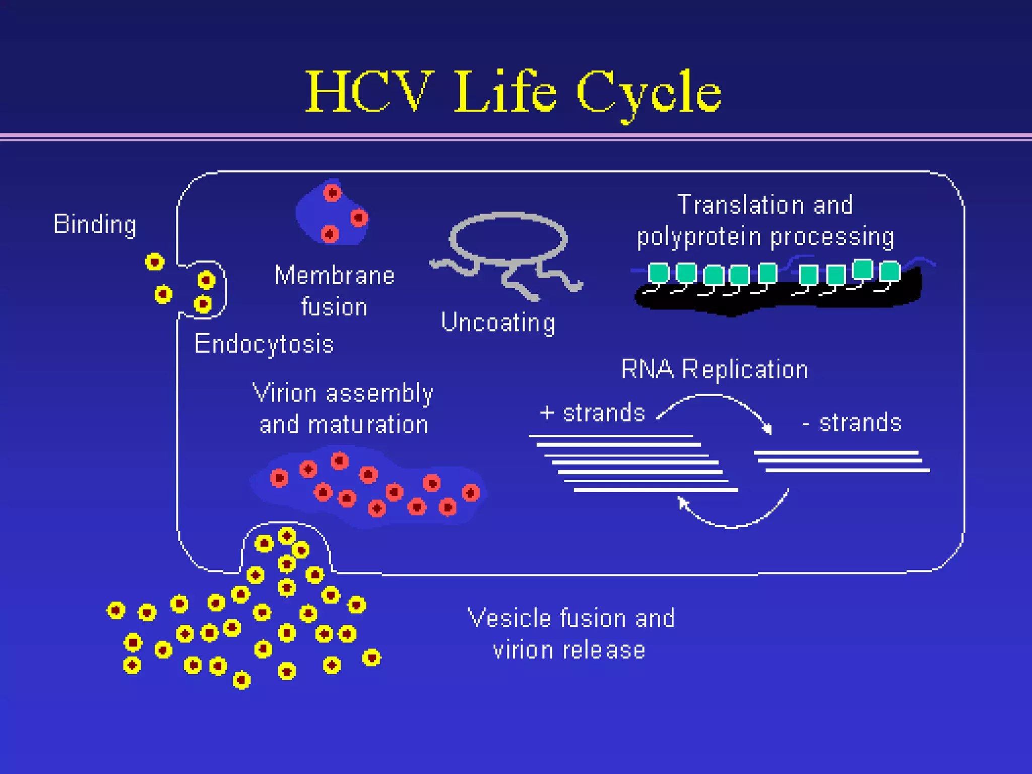 Hepatitis & Hepatocellular Carcinoma | PPT | Blood Disorders | Diseases and Conditions