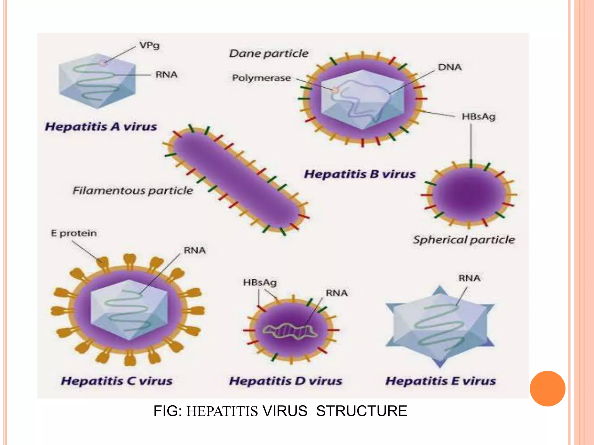 HEPATITIS POSTER.pptx