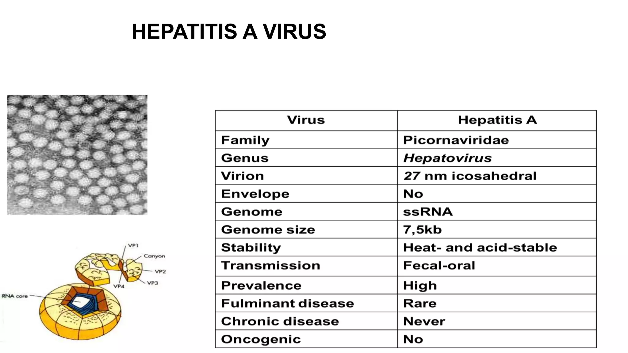 Hepatitis ppt | PPT