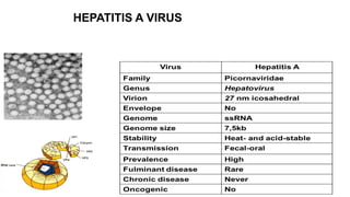 Hepatitis ppt | PPT