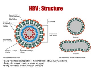 Hepatitis ppt | PPTX