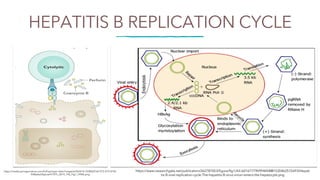 hepatitis Disease diagnosis and treatment | PDF