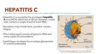 hepatitis Disease diagnosis and treatment | PPT