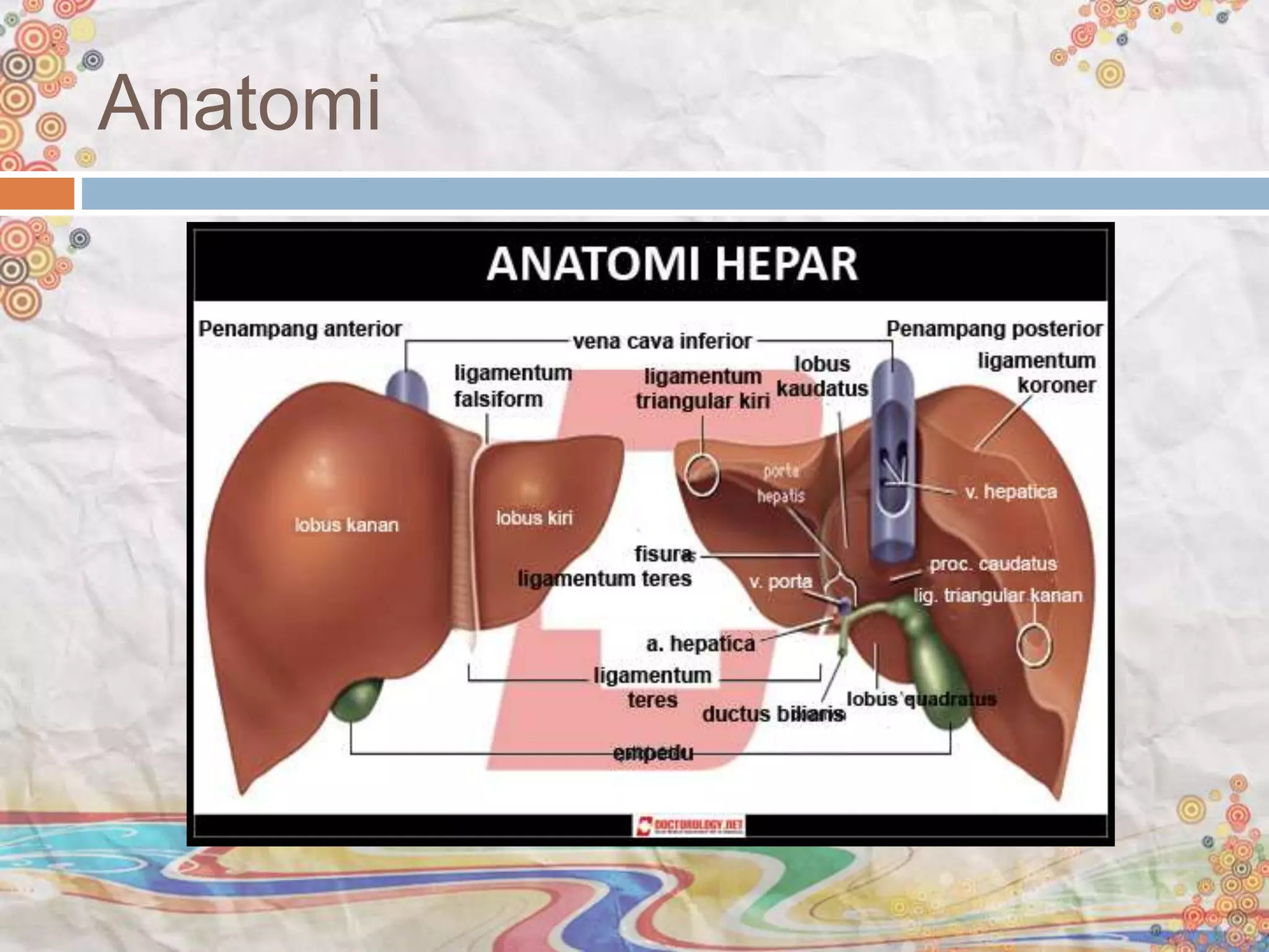 Hepatitis toxic | PPT