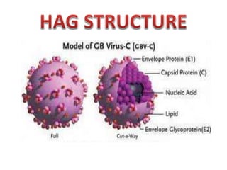 Hepatitis G Virus Structure