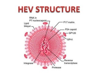 Hepatitis G Virus Structure