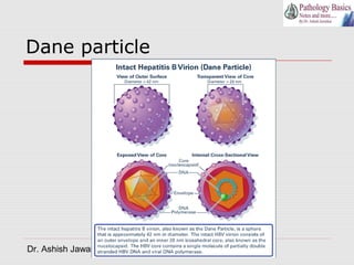 Hepatitis viruses - Heptatitis A, B, C, D and E, clinical features ...