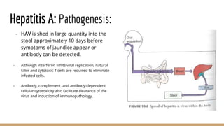 Hepatitis viruses presentation | PPTX