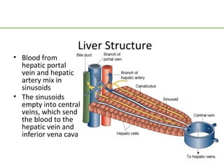 Hepato biliary | PPT