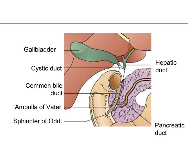 Hepato biliary | PPT