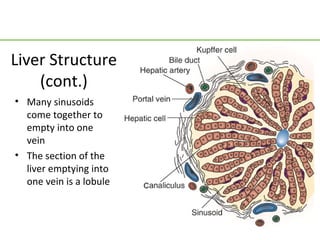 Hepato biliary | PPT