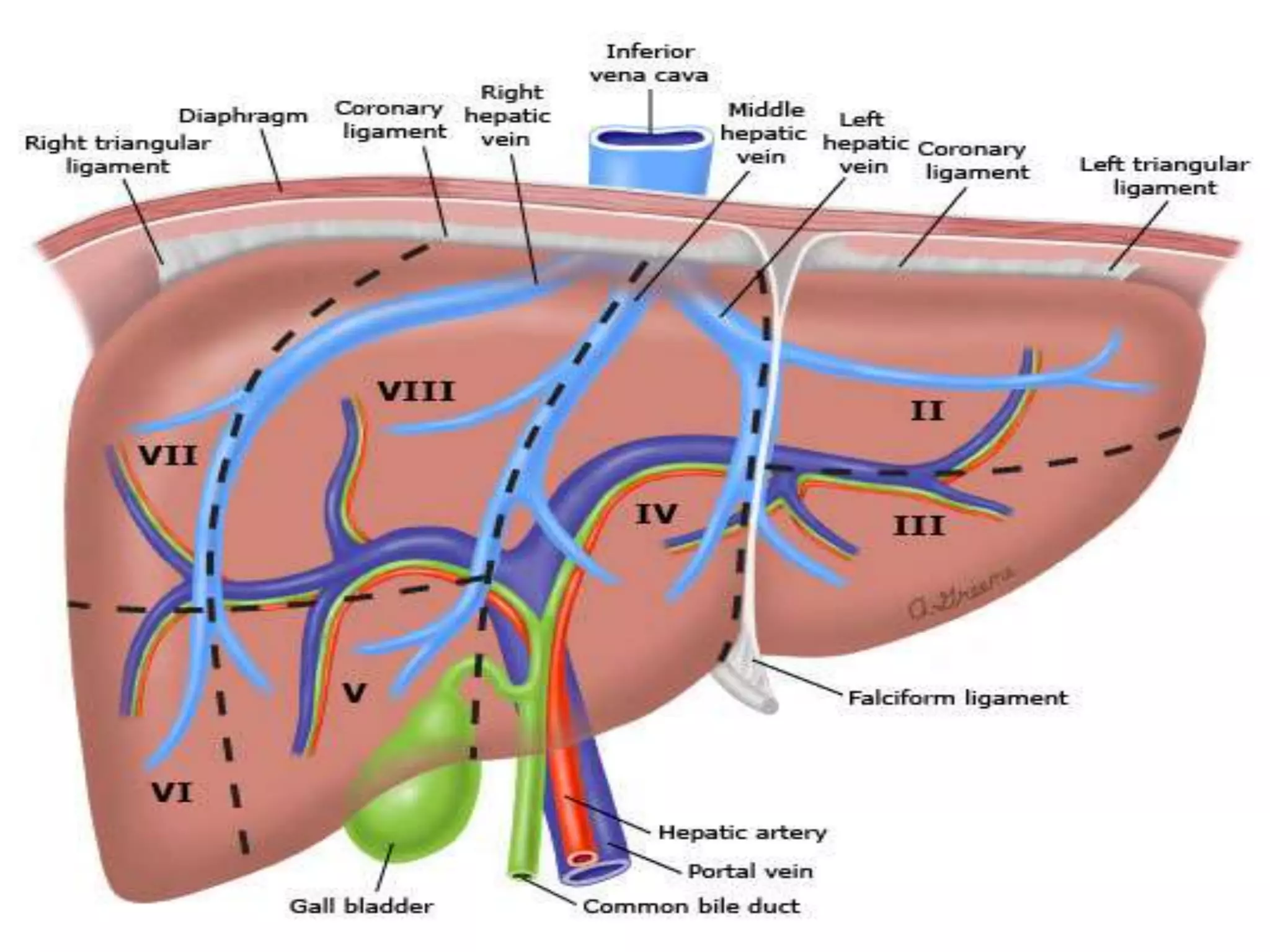 Hepatobiliary anatomy | PPTX