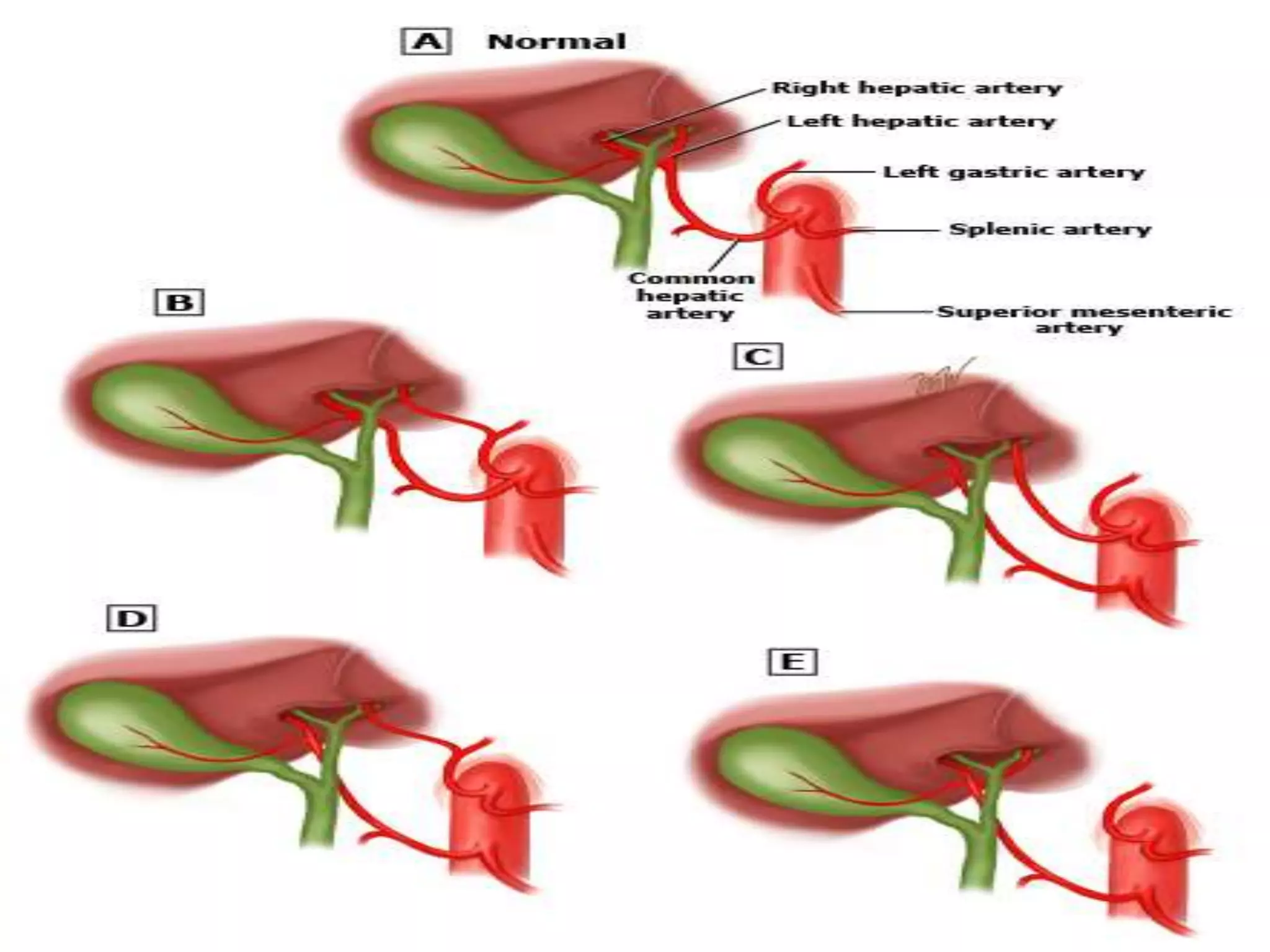 Hepatobiliary anatomy | PPTX