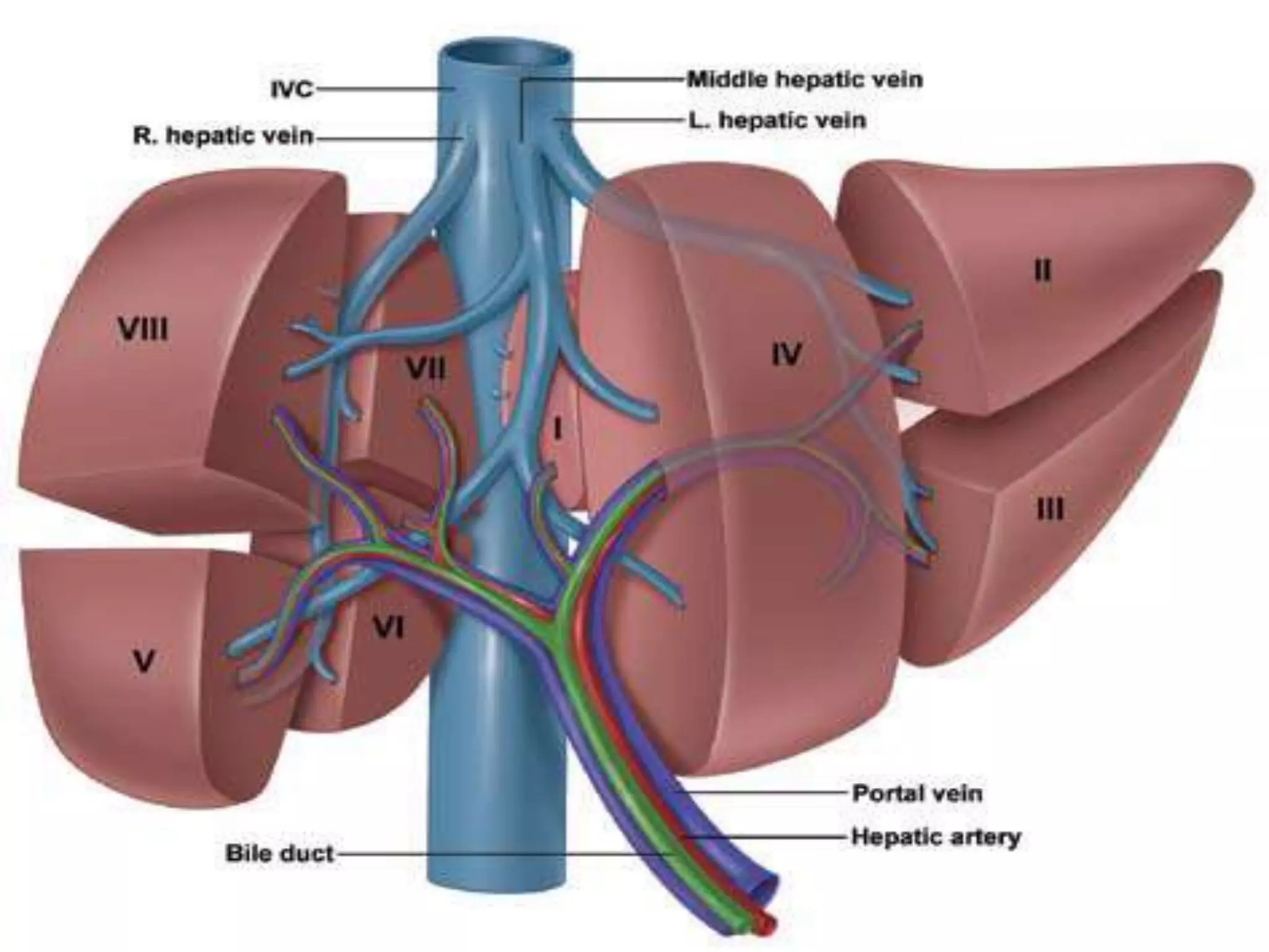 Hepatobiliary anatomy | PPTX