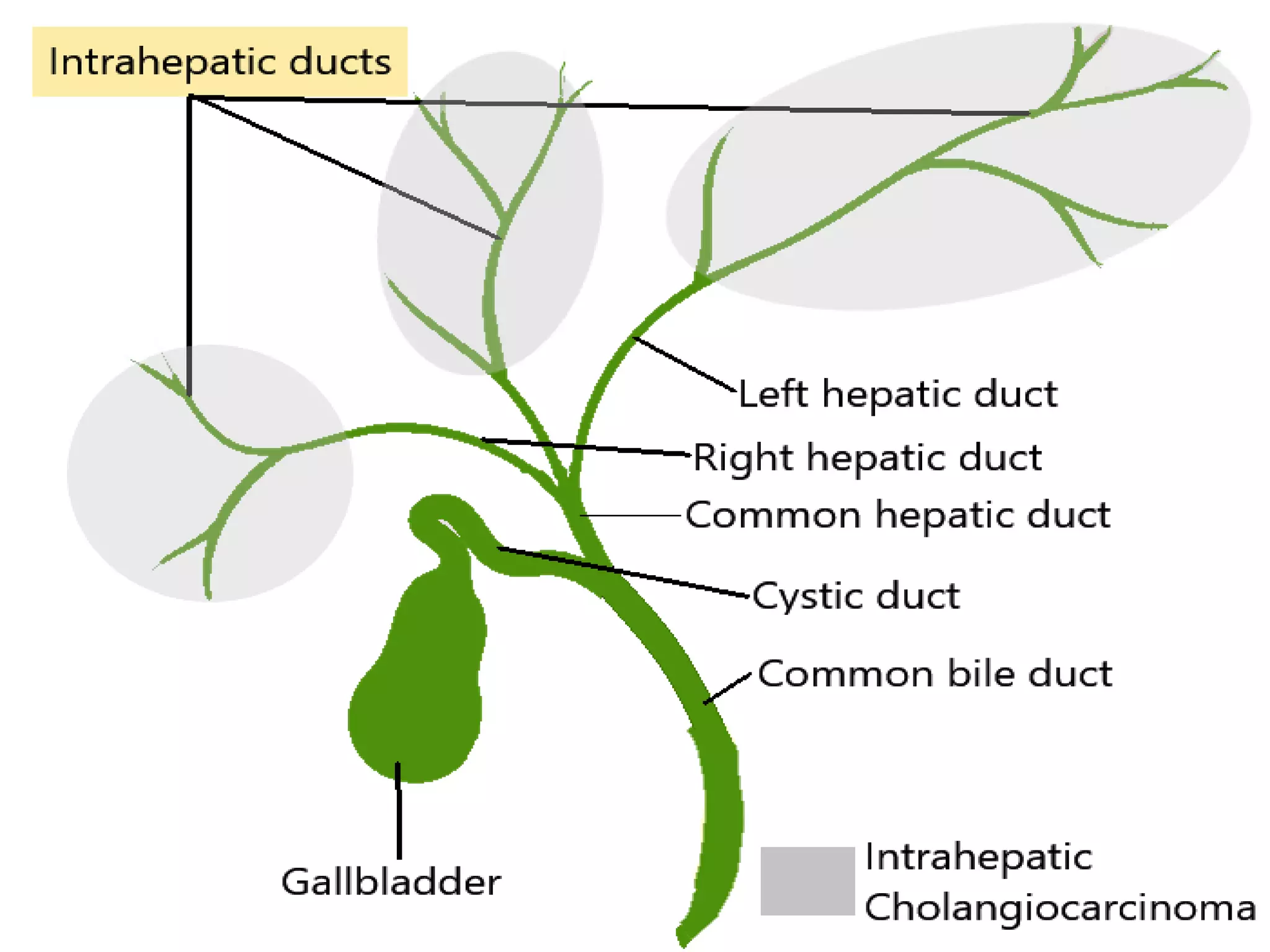 Hepatobiliary anatomy | PPTX