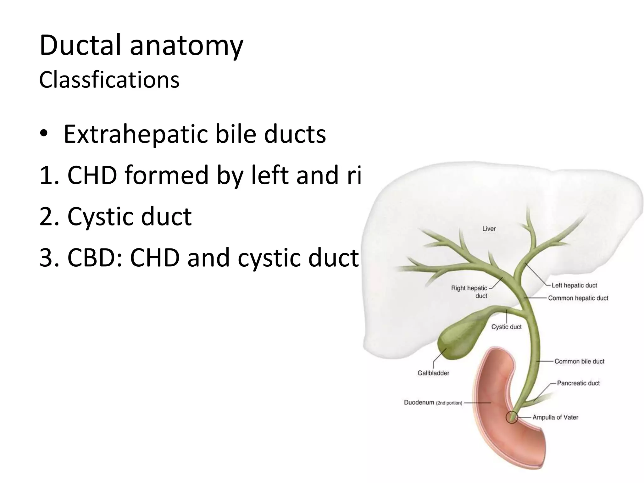 Hepatobiliary anatomy | PPTX