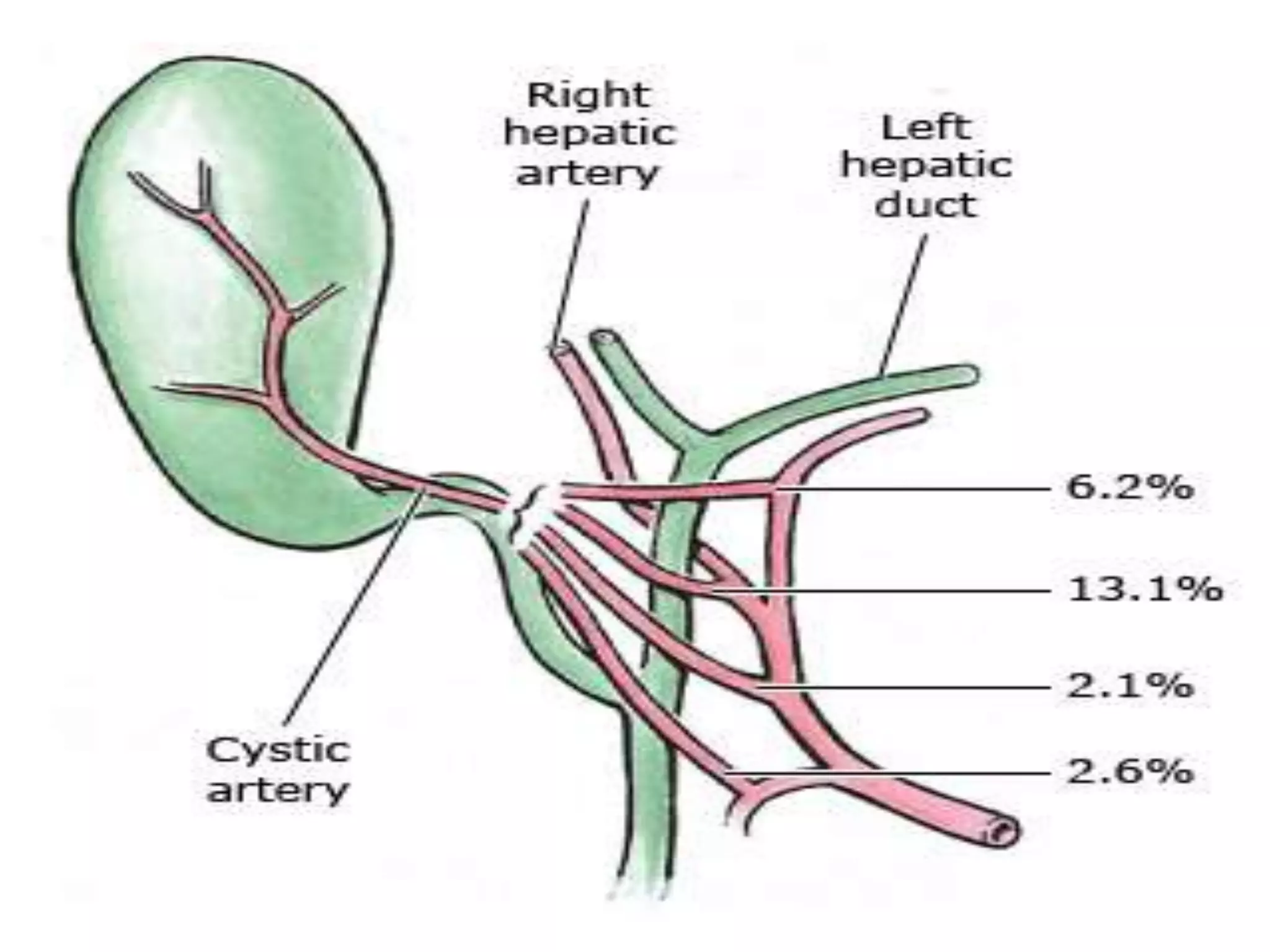Hepatobiliary anatomy | PPTX