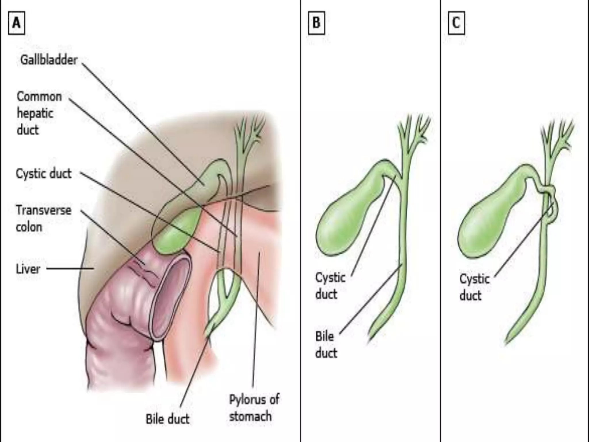 Hepatobiliary anatomy | PPTX