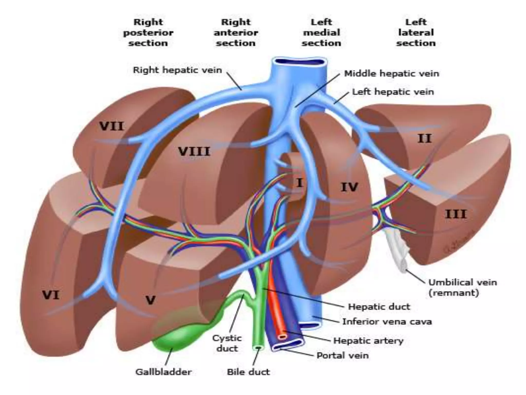 Hepatobiliary anatomy | PPTX