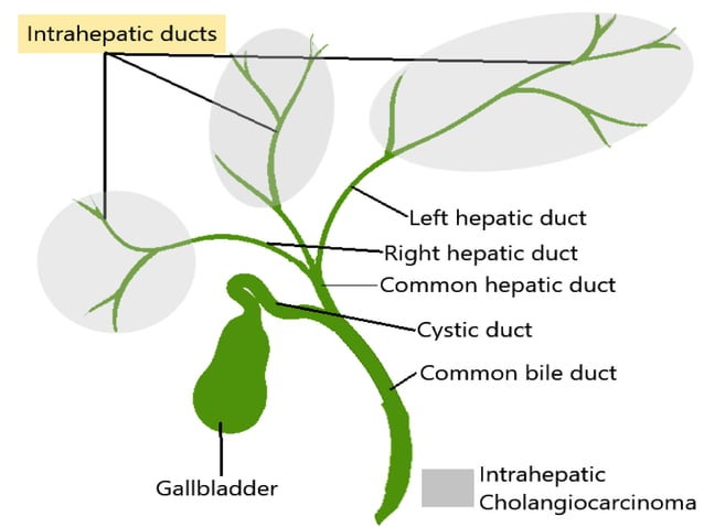 Hepatobiliary anatomy | PPTX