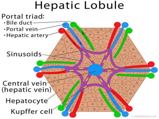 Hepatobiliary anatomy | PPTX