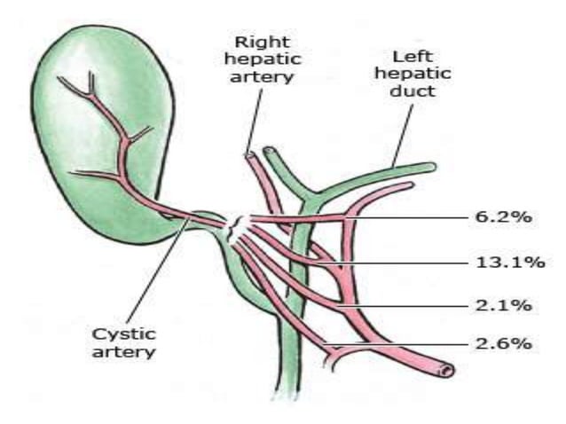 Hepatobiliary anatomy | PPTX