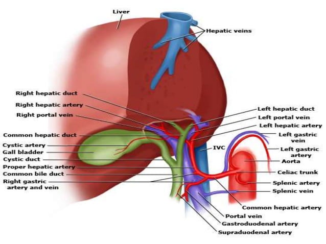 Hepatobiliary anatomy | PPTX
